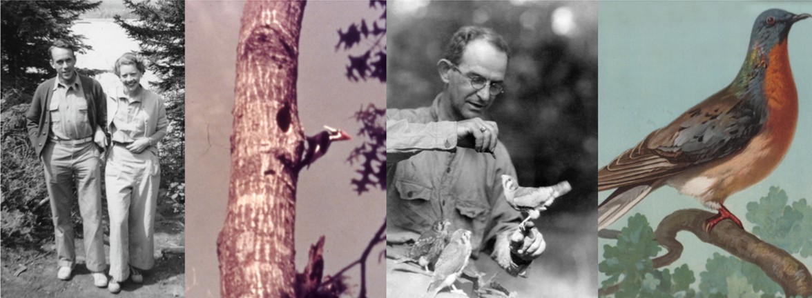 Maple Hall - Bird Tales: Knoxville Connections to Two Legendary Species ...